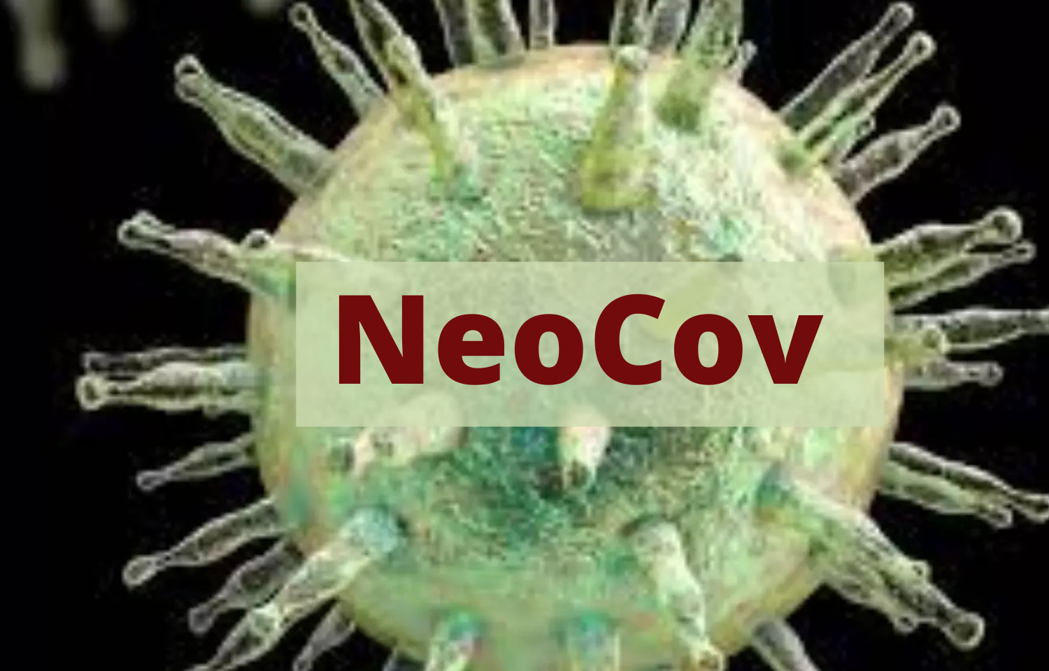 NeoCov's potential danger to humans requires further study: WHO
