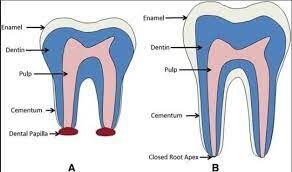 Stem cells may have potential role in regeneration of immature ...