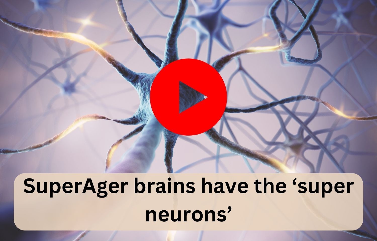 SuperAger brains have the 'super neurons'