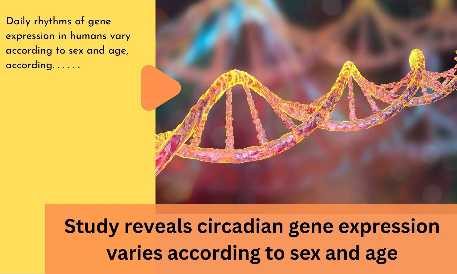 Study reveals circadian gene expression varies according to sex and age