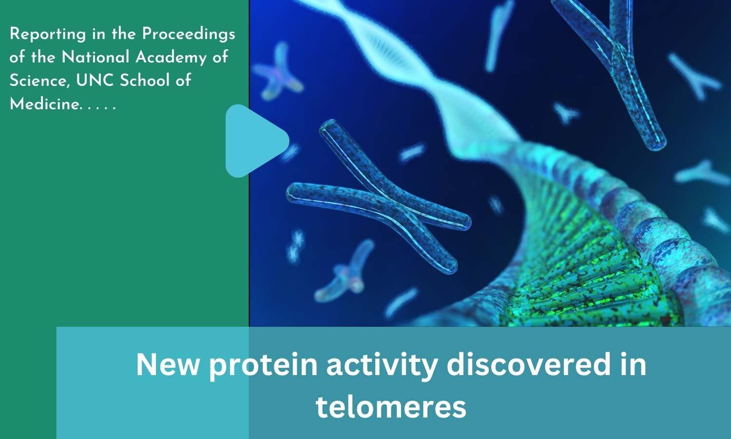 New protein activity discovered in telomeres