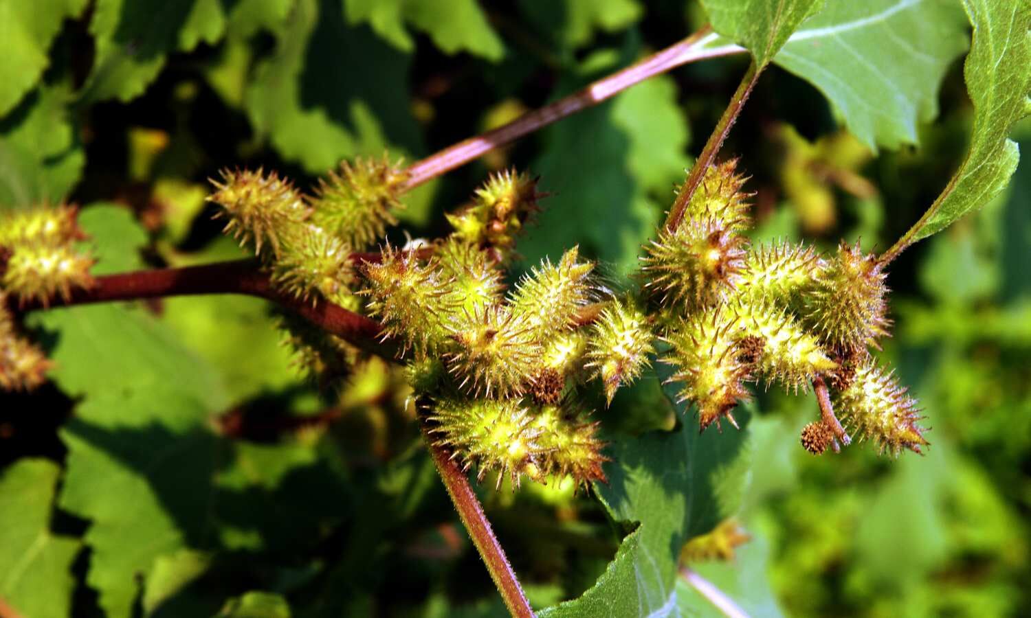 Cocklebur plant holds potential to prevent skin ageing, report researchers