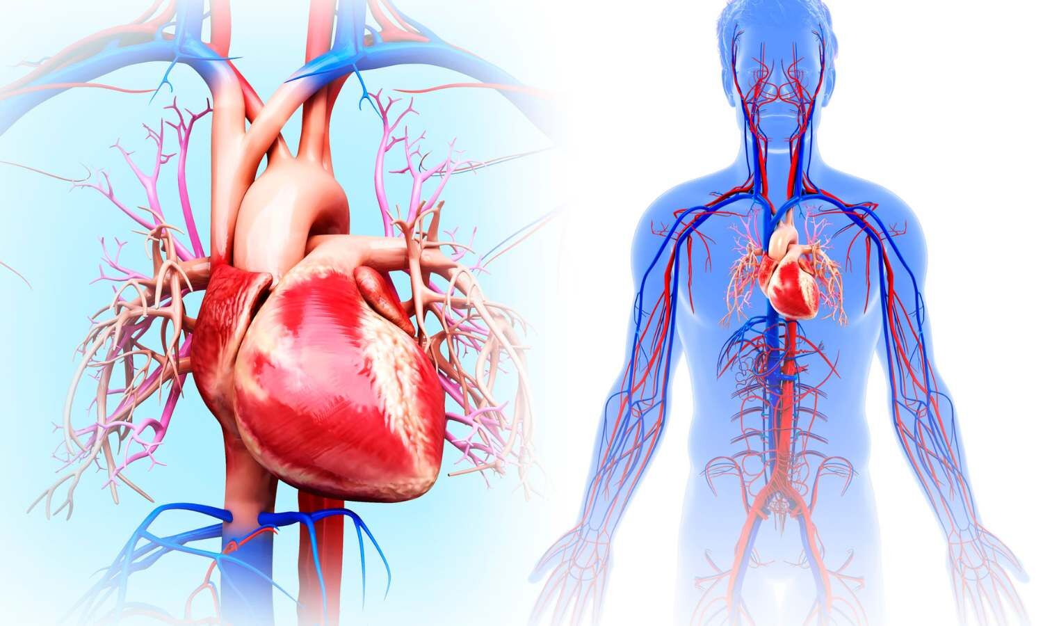 Transthyretin cardiac amyloidosis can be reversed, opening new ...