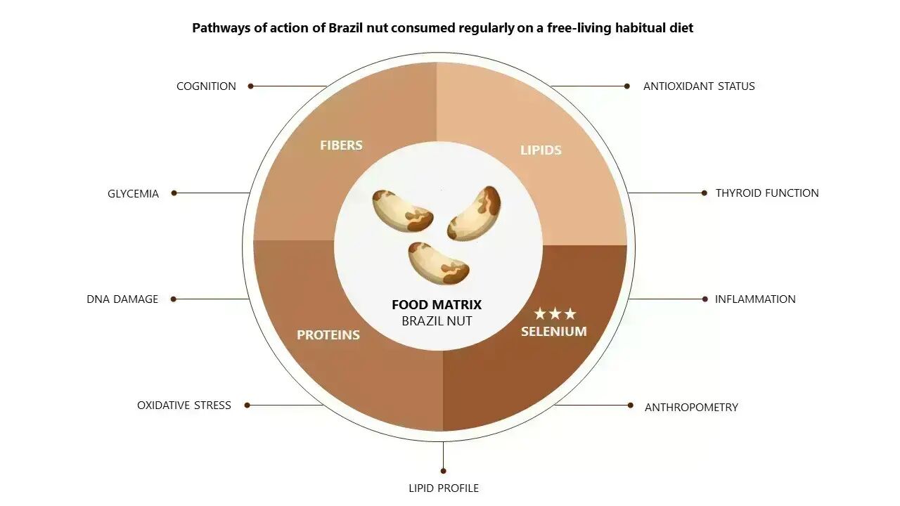 No evidence that consumption of mixed nuts has any effect on LDL-C or Lp(a)