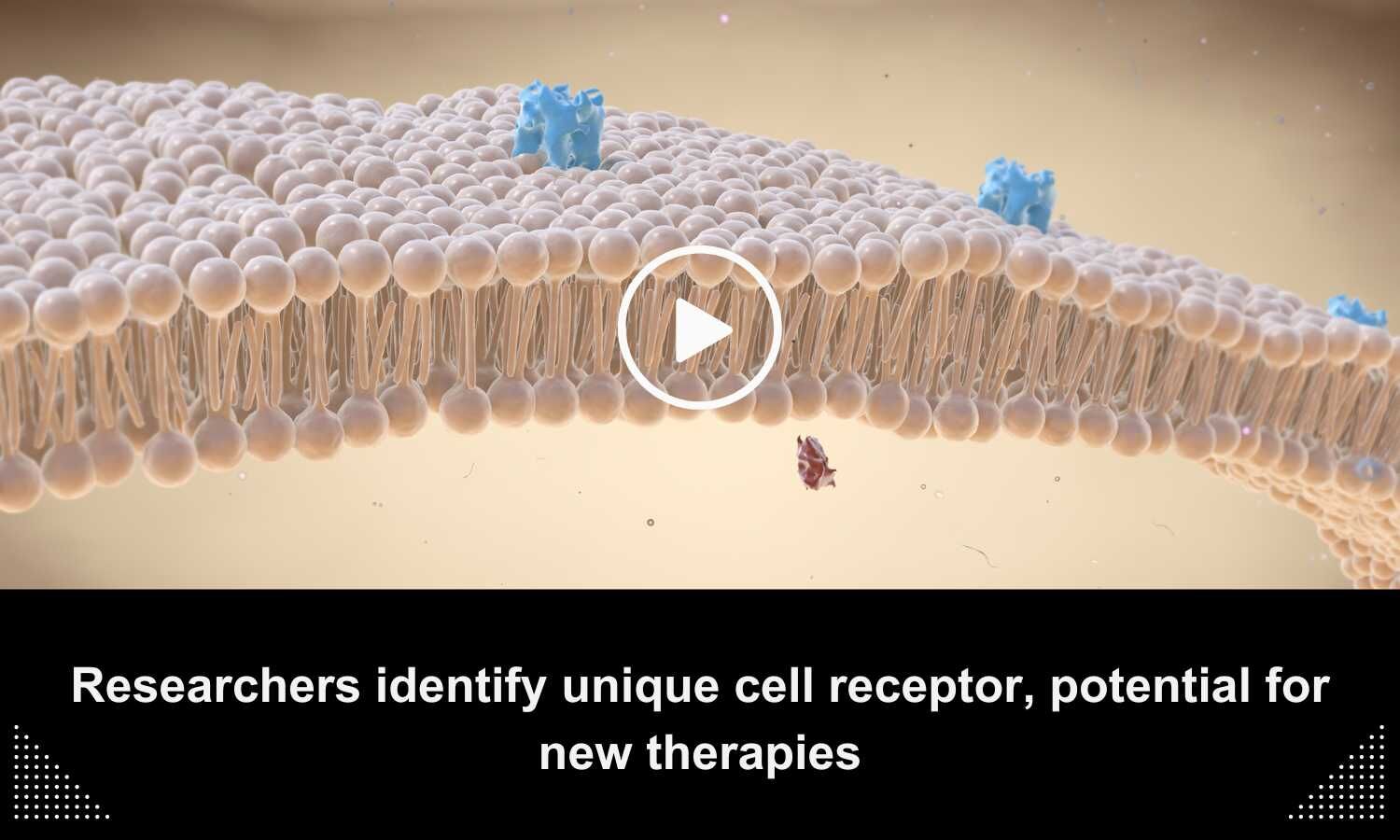 Researchers identify unique cell receptors, potential for new therapies