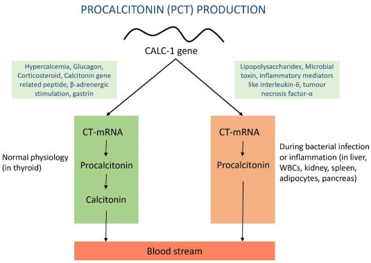 Procalcitonin most sensitive and specific systemic marker in ...