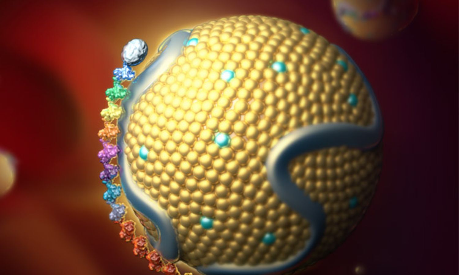 Oral Muvalaplin effectively lowers lipoprotein (a) with no serious ...