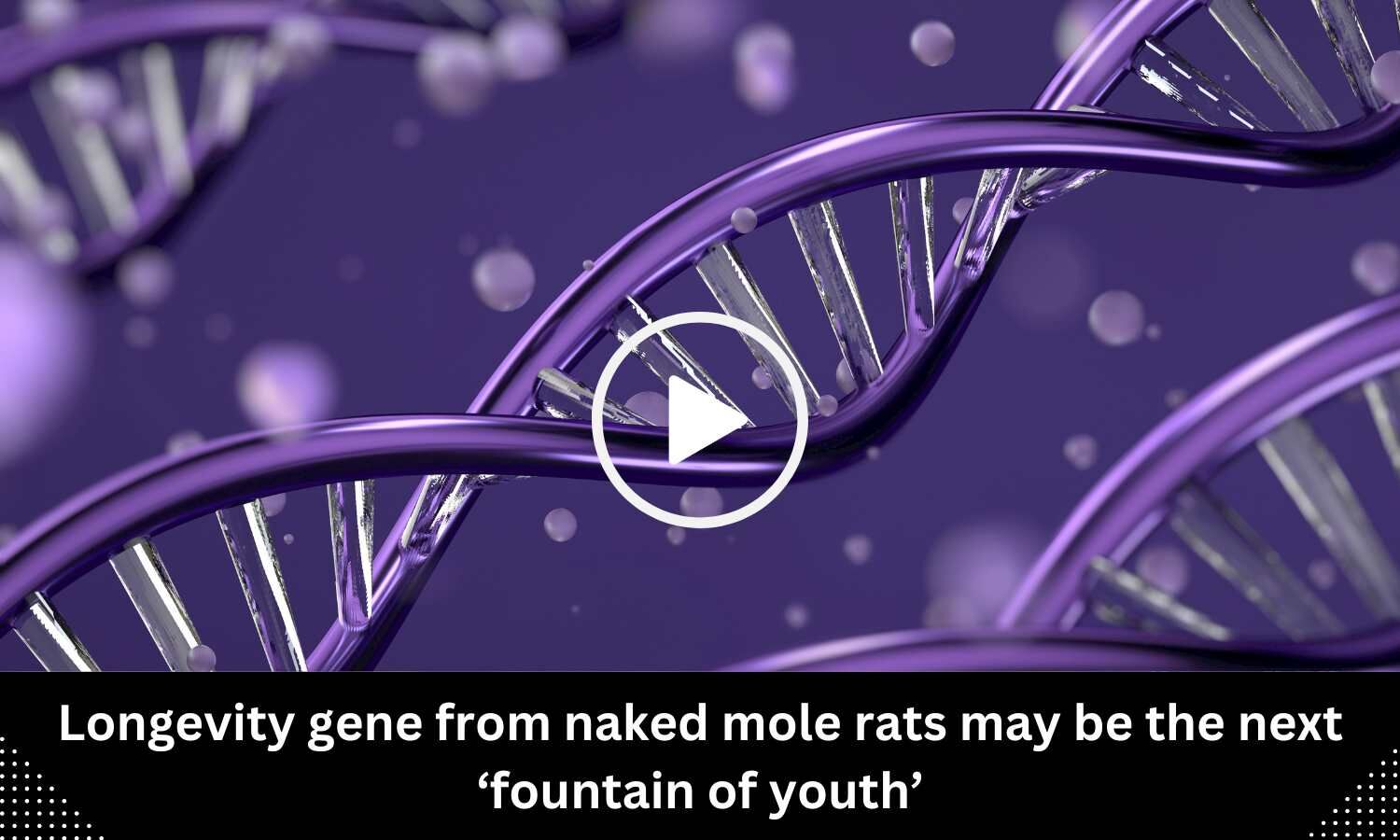 Longevity gene from naked mole rats may be the next 'fountain of youth'