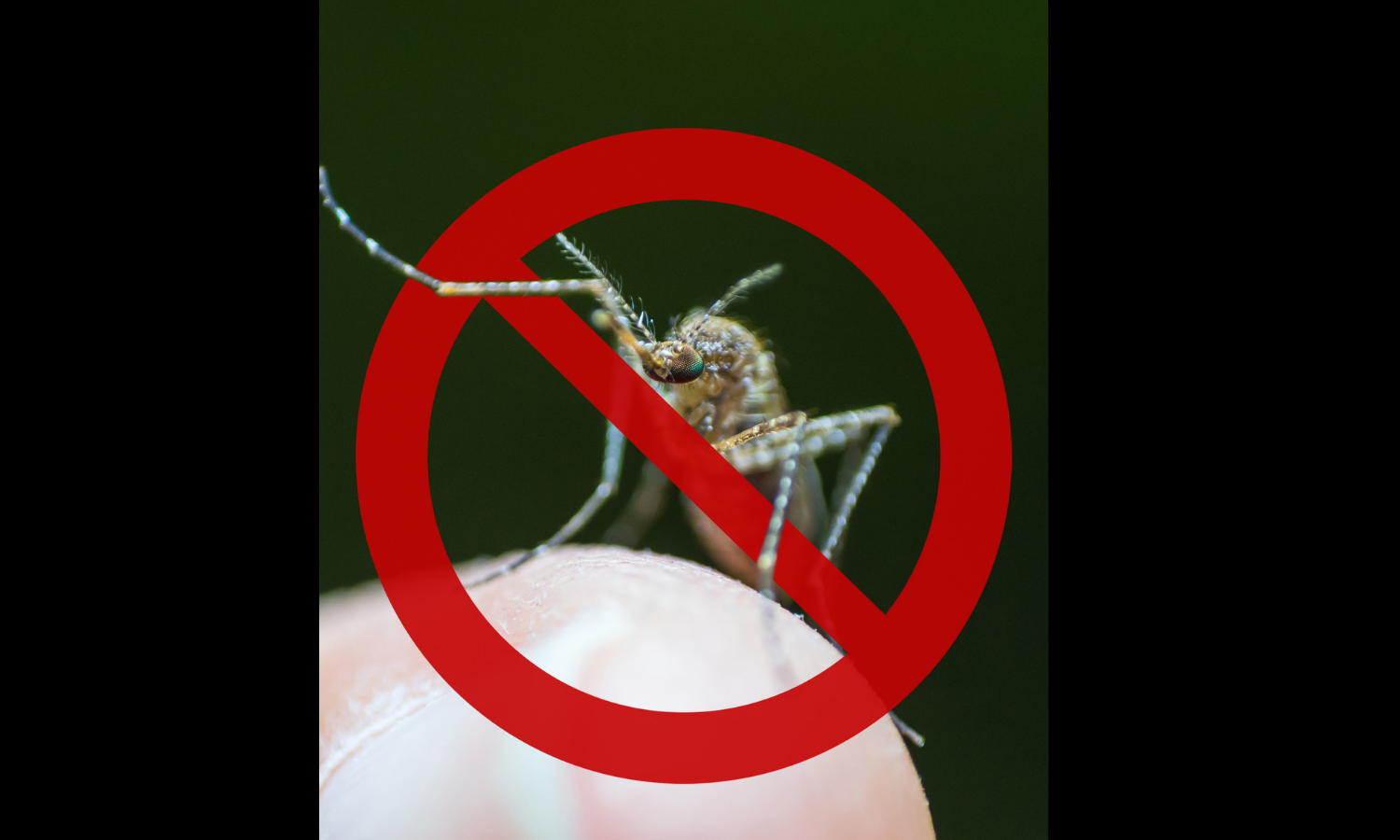 Fight Dengue: Your Complete Prevention Guide