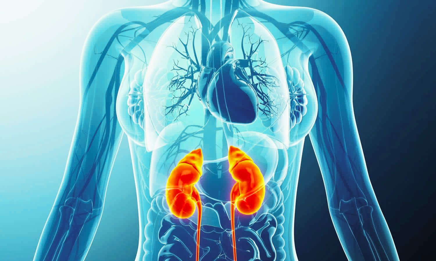 Oxypurinol may reduce oxidative stress, inflammation and apoptosis and ...