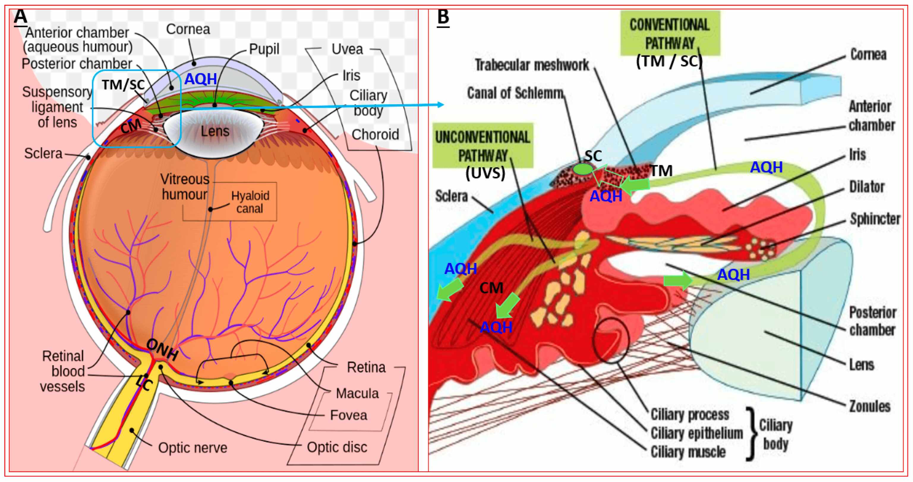 Single administration of travoprost intraocular implant may effectively ...