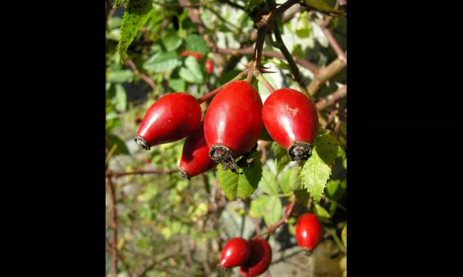 What Are Rose Hips? Exploring Their Uses And Benefits