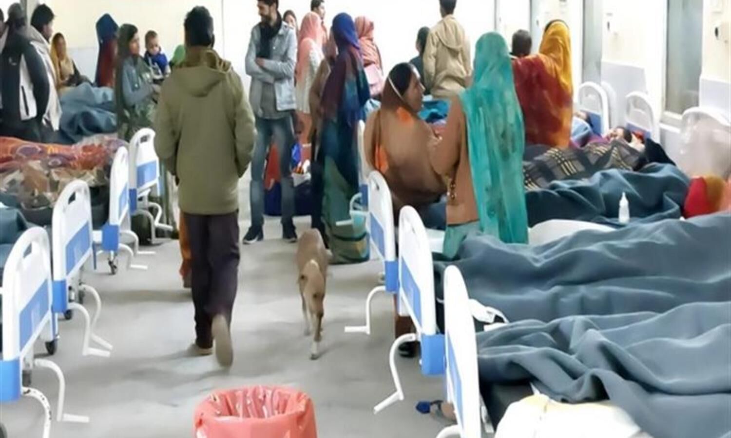 MP: Stray dog roams inside patient ward of Chhatarpur district hospital ...
