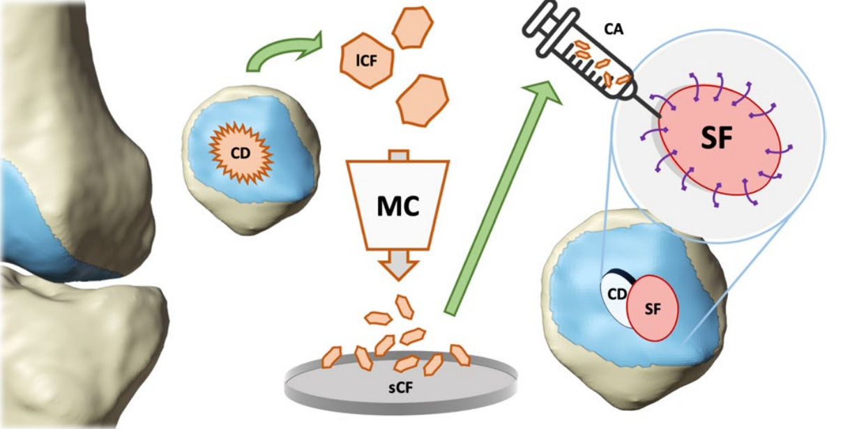 Synovial Sealant Variant cost effective solution for Minced Cartilage ...