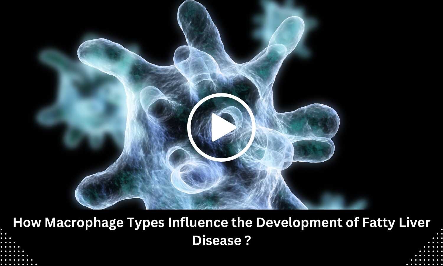 How Macrophage Types Influence the Development of Fatty Liver Disease ...