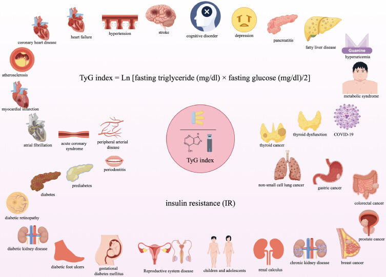 TyG Index novel Prognostic Indicator in CKD Patients, reveals research
