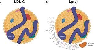Lepodisiran Significantly Lowers Lipoprotein(a) Levels, reveals research