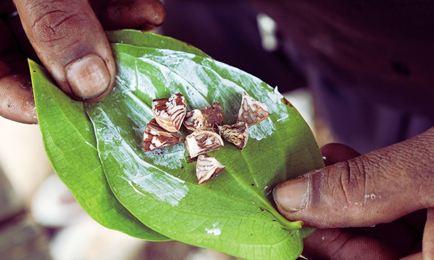 Betel Quid Use Linked to Higher Risk of COPD Deaths, Study Finds