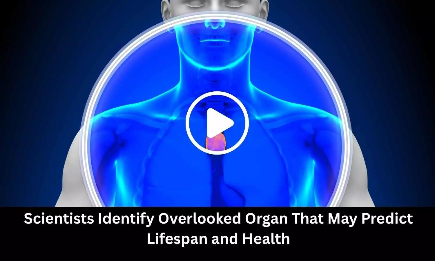 Scientists Identify Overlooked Organ That May Predict Lifespan and Health